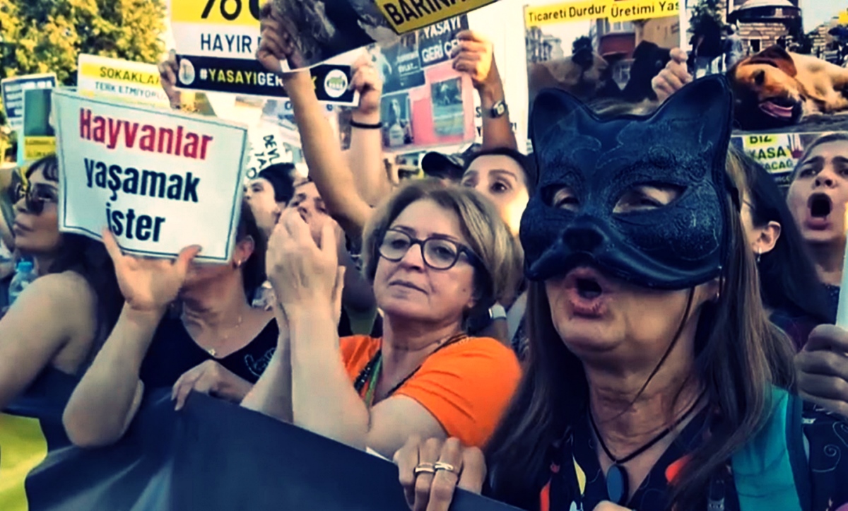 Лесно и жестоко: Турция узакони евтаназията на бездомни кучета - Novetika